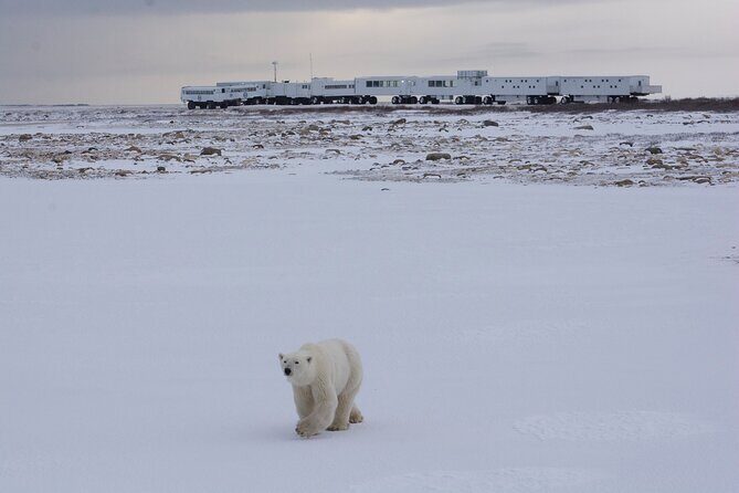 Tundra Buggy Lodge Polar Bears Adventure - The Itinerary Breakdown: What to Expect Each Day