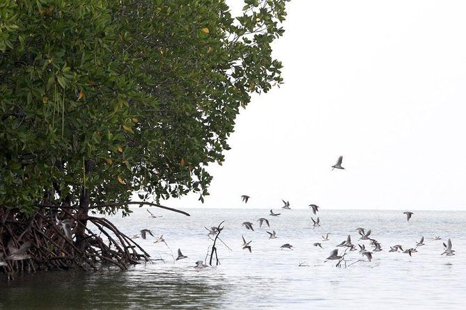 Tung Yee Peng Mangrove Forest Tour By Longtail Boat From Koh Lanta - Key Points