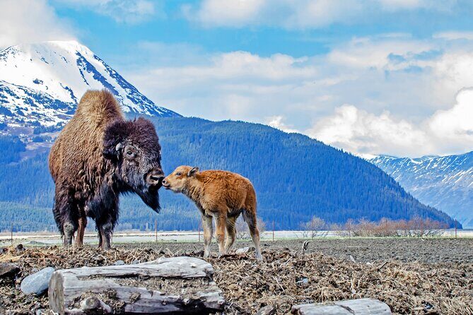Turnagain Arm Sightseeing Experience and Wildlife Tour - An Overview of the Tour Experience