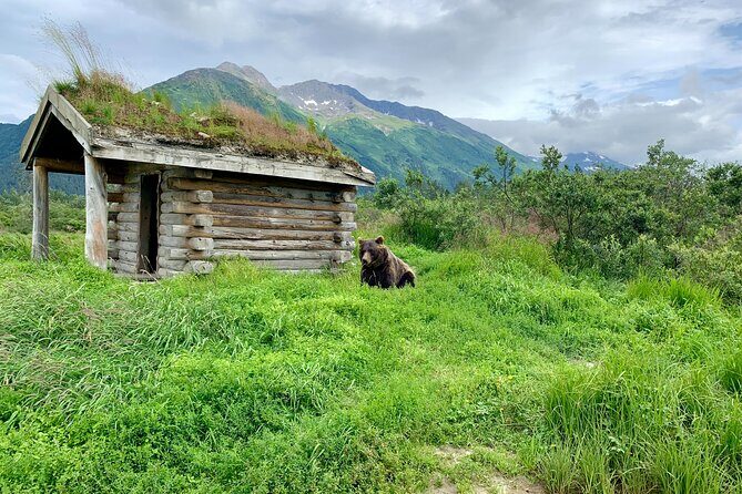 Turnagain Arm Sightseeing Experience and Wildlife Tour - The Sum Up