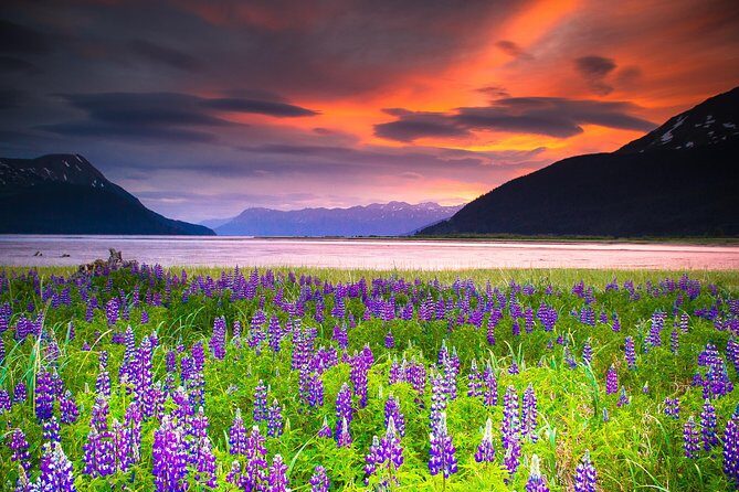 Turnagain Arm Tour - Authentic Experiences Highlighted by Travelers