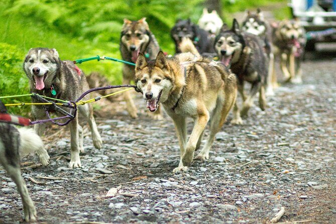 Turning Heads Kennel Dogsledding Experience & Tour - The Kennel: Where the Heart of Mushing Lives