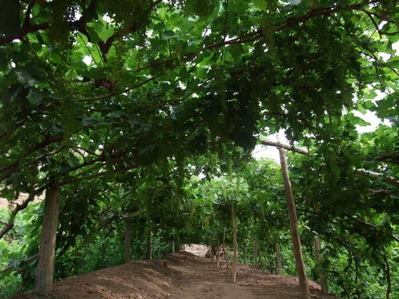 Turpan: Private Must-See Silk Road Tour with Hotel Pickup - The Experience of a Guided Tour: What You’ll Really Get