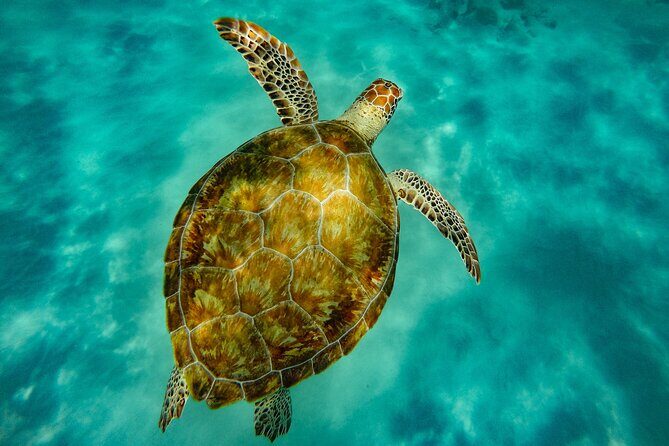 Turtle and Shipwreck adventure on 57 ft catamaran - Who Should Book This Tour?