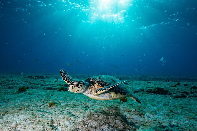 Turtle and Shipwreck Snorkel Private Tour in Barbados - Key Points
