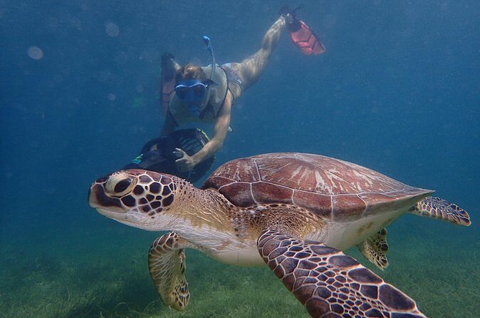 Turtle Beach Power Snorkeling Adventure - Final Thoughts: Who Will Love This Tour?
