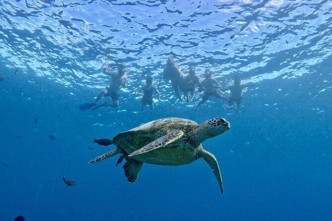 Turtle Canyon Snorkel Adventure in Waikiki - Who Should Consider This Tour?