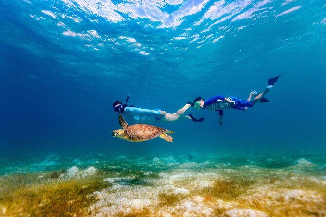 Turtle Canyon Snorkel Adventure - Small Group 6 Passengers - Authentic Marine Encounters and Unique Moments