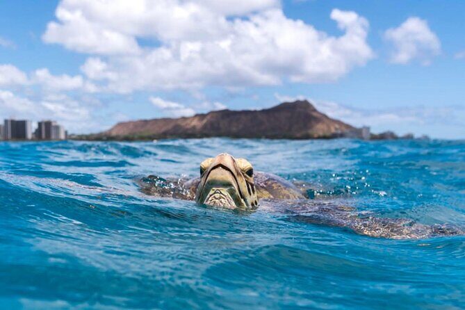 Turtle Canyon Snorkel Adventure - Small Group 6 Passengers - The Sum Up