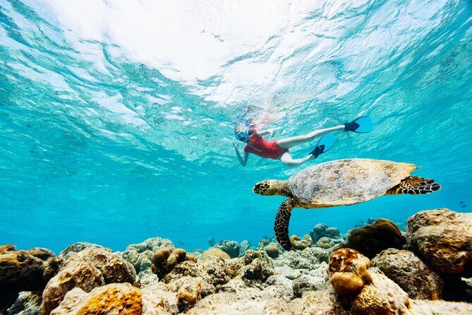Turtle Canyon Snorkel Adventure - Small Group 6 Passengers - FAQ