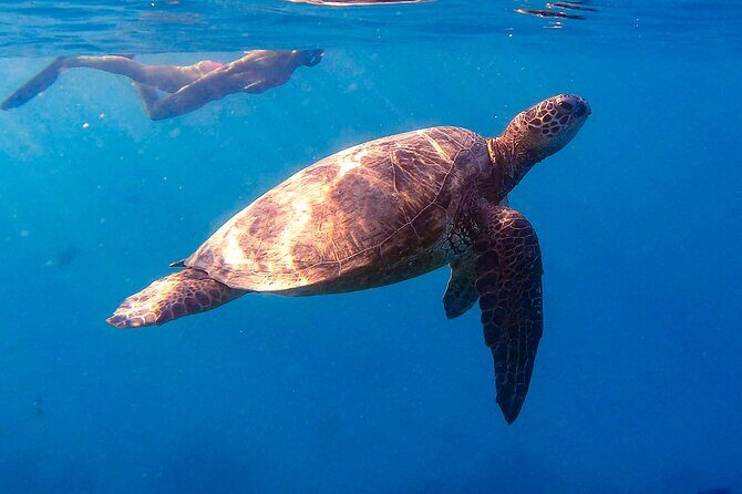 Turtle Canyon Snorkel from Waikiki: Turtles Guaranteed - A Deep Dive into the Experience