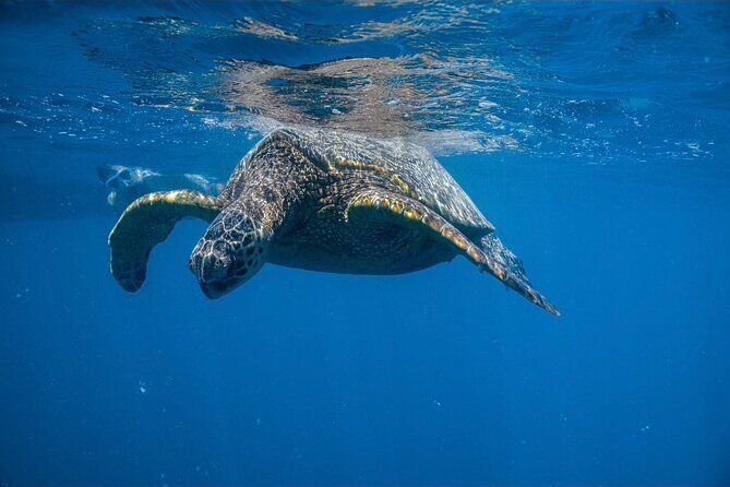 Turtle Canyon Snorkel from Waikiki: Turtles Guaranteed - Final Thoughts