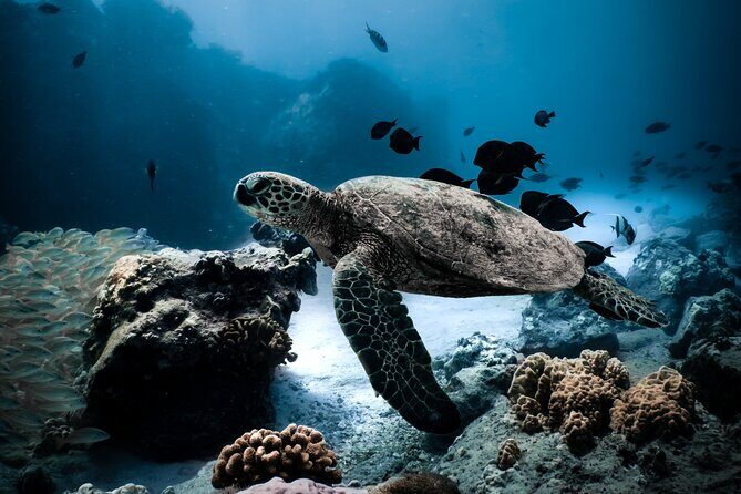 Turtle Canyon Snorkel Tour - Semi-private: 6 passenger max - The Details of the Itinerary