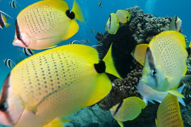 Turtle Canyon Waikiki Snorkel Adventure - What Guides Do That Makes a Difference