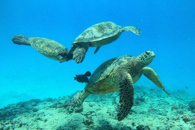 Turtle Canyon Waikiki Snorkel Adventure - The Experience: A Balance of Fun and Learning
