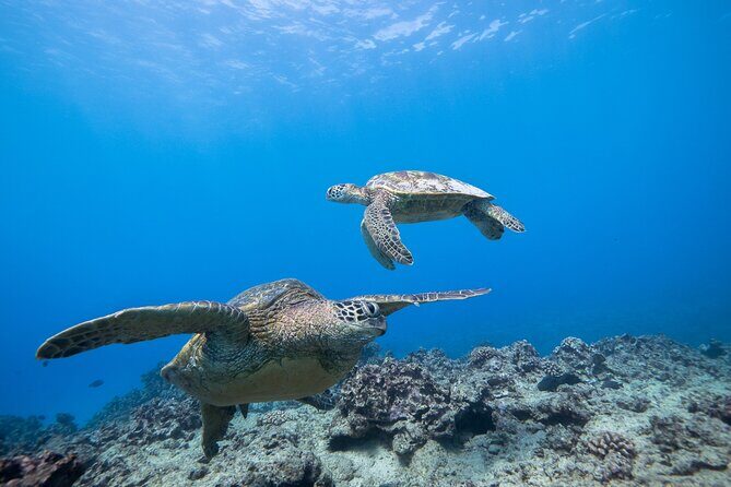 Turtle Canyon Waikiki Snorkel Adventure - Potential Drawbacks & Considerations