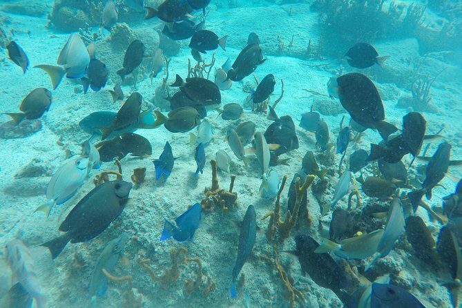 Turtle Cove Catamaran Snorkel and Sail at Little Buck Island STT - FAQ