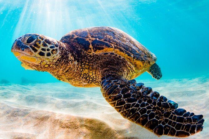 Turtle Eco Tour on Stand-Up Paddleboards or Kayaks into the National Marine Park - What the Tour Offers and Why It Matters