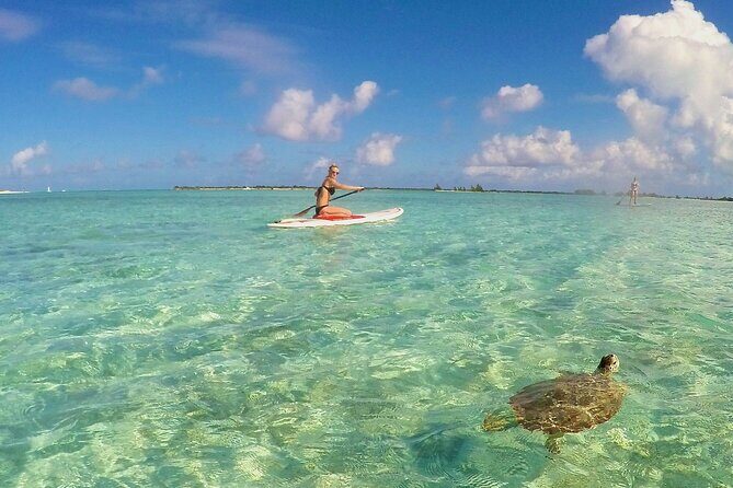 Turtle Eco Tour on Stand-Up Paddleboards or Kayaks into the National Marine Park - Wildlife Encounters: What You Might See