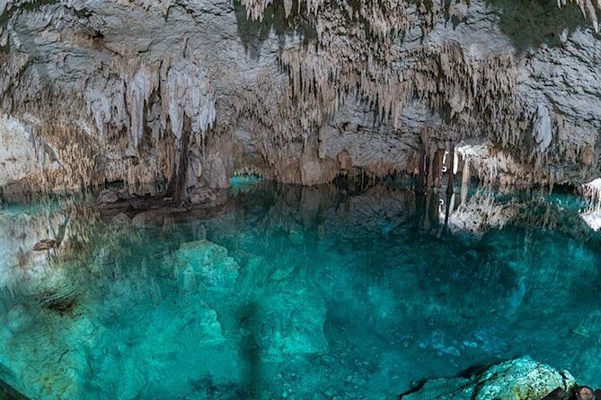Turtle Encounter Private Tour  Swim with Sea Turtles & Cenote - Key Points