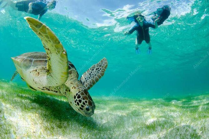 Turtle Encounter Private Tour  Swim with Sea Turtles & Cenote - Final Thoughts