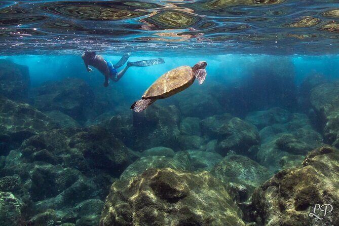 Turtle Gardens West Maui Snorkel Tour - Accessibility and Tips