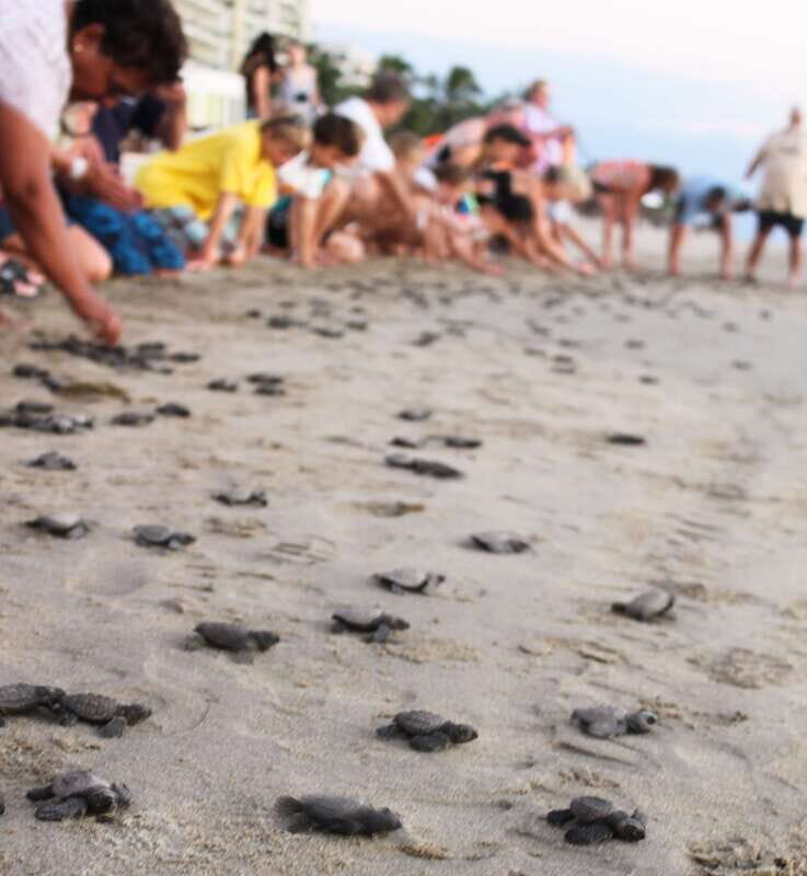 *Turtle Hatching + 3 Palos Lagoon Boat Ride & Crocs Farm - Discover the Beauty of Acapulco’s Coastal Ecosystems with the Turtle Hatching + 3 Palos Lagoon Tour