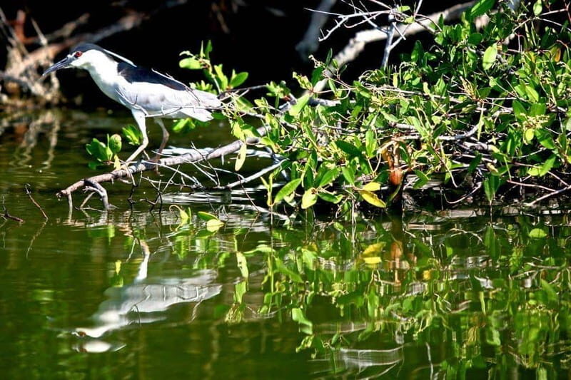 *Turtle Hatching + 3 Palos Lagoon Boat Ride & Crocs Farm - What to Expect in Terms of Logistics