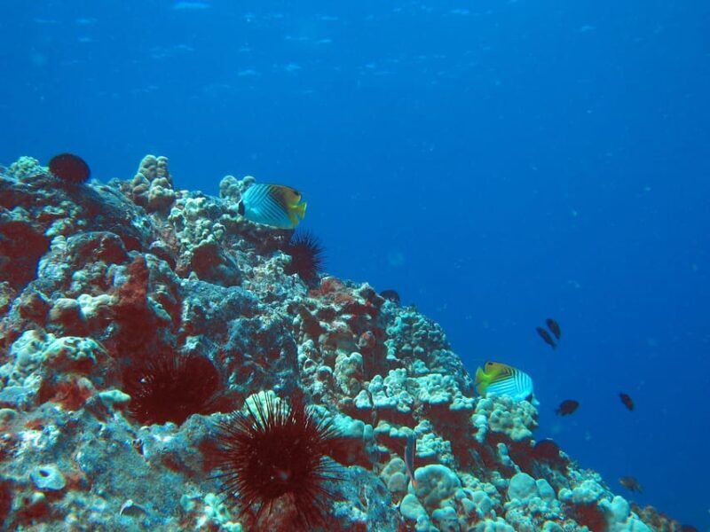 Turtle Reef Snorkel Adventure - Detailed Breakdown of the Experience