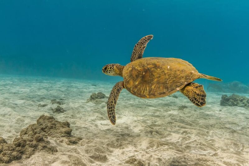 Turtle Reef Snorkel Adventure - The Experience Duration and Logistics