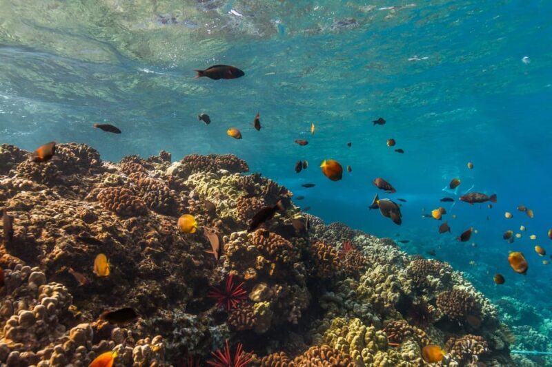 Turtle Reef Snorkel Adventure - The Sum Up: Who Is This Tour Best For?