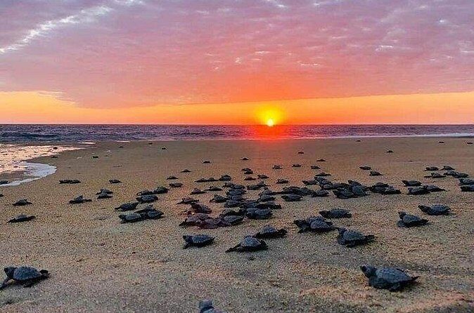 Turtle Release and Bioluminescence - Practical Tips & Considerations