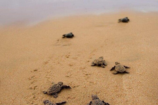 Turtle Release and Bioluminescence - Final Thoughts: Is It Worth It?