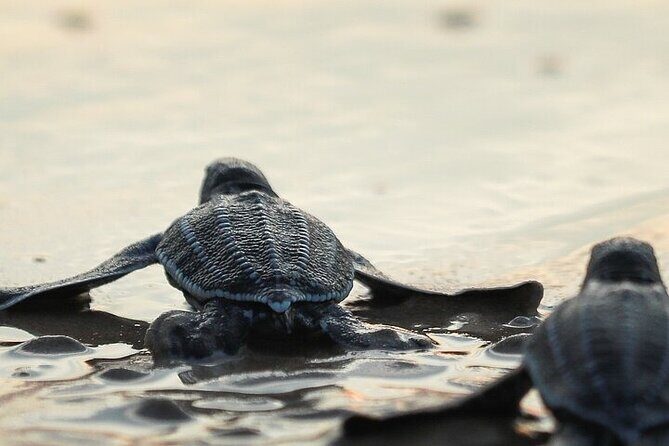 Turtle Release at Escobilla Beach - An In-Depth Look at the Turtle Release Experience