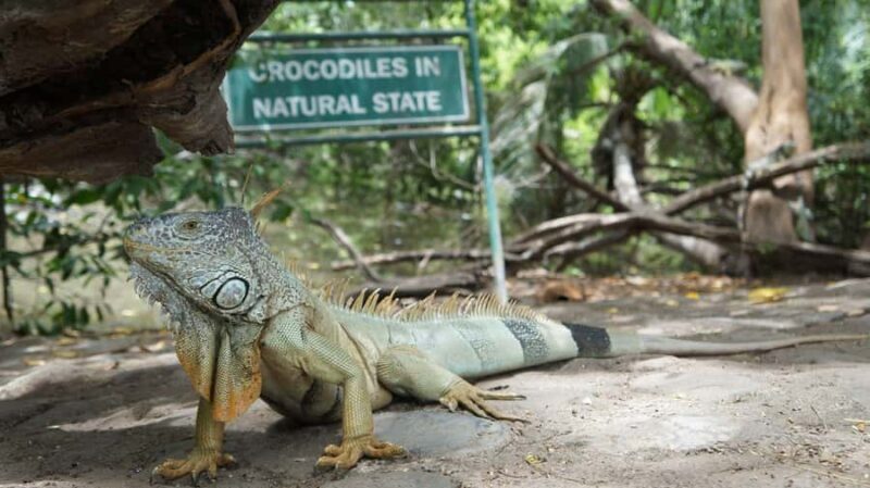 Turtle Release & Crocodile Watching in Ixtapa Zihuatanejo - A Thorough Look at the Experience