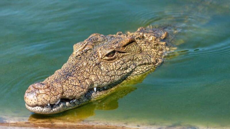 Turtle Release & Crocodile Watching in Ixtapa Zihuatanejo - FAQ