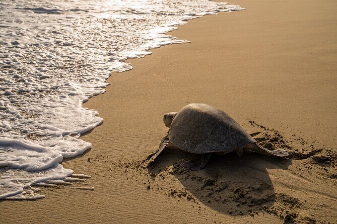 Turtle Release Escobilla Sanctuary and crocs in Ventanilla. - What’s Included and What’s Not?