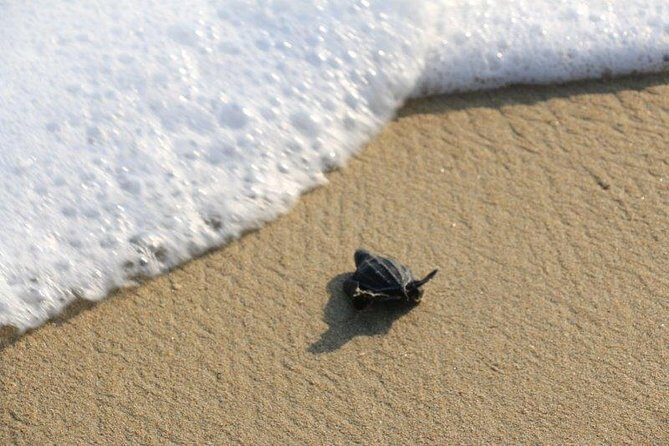 Turtle Release Escobilla Sanctuary and crocs in Ventanilla. - The Price and the Value