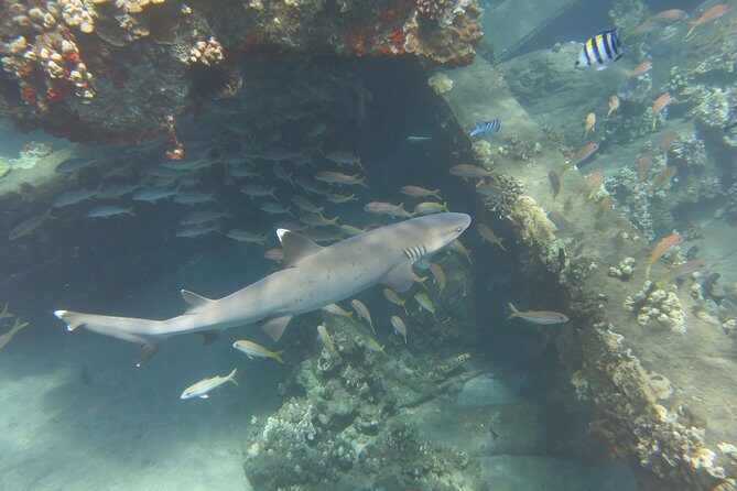 Turtle & Shark Scuba Dive in Lahaina: Certified - Frequently Asked Questions