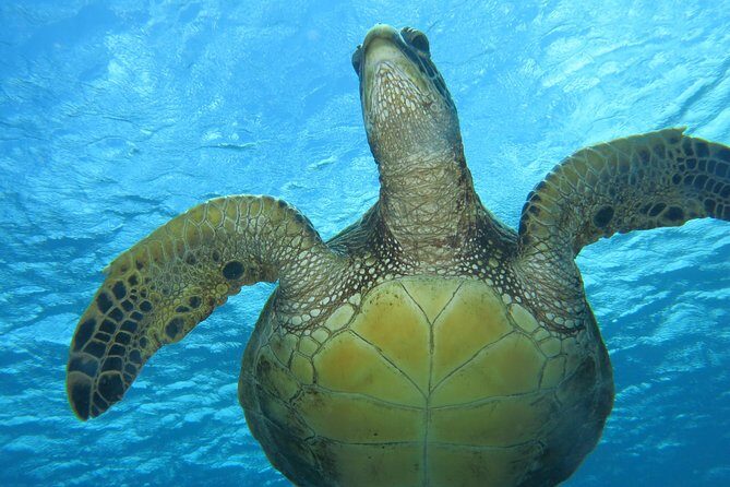 Turtle & Shark Scuba Dive in Lahaina: Certified - Final Word