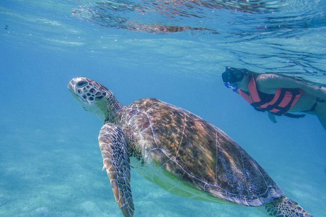 Turtle Snorkeling Adventure from Cancun - An In-Depth Look at the Tour
