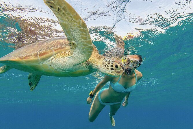 Turtle Snorkeling and Dole Plantation Guided Tour In Oahu - Exploring Oahu’s Land and Sea in One Day