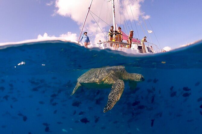 Turtle Snorkeling Boat Tour and Adventure in Waikiki - A Closer Look at the Tour Experience