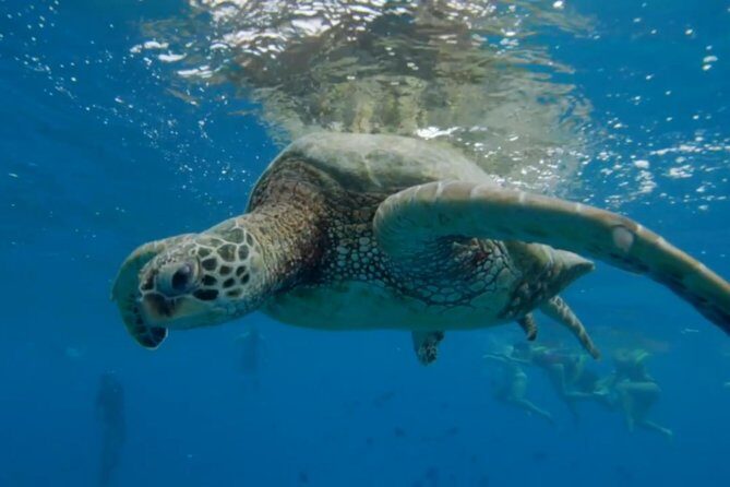 Turtle Snorkeling Boat Tour and Adventure in Waikiki - Authentic Reviews & Insights