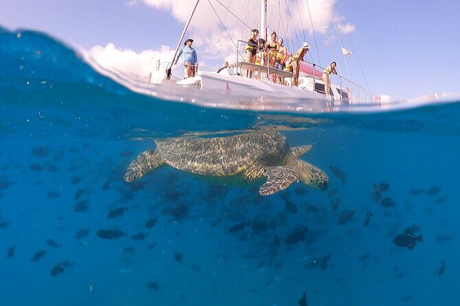 Turtle Snorkeling Boat Tour and Adventure in Waikiki - FAQ