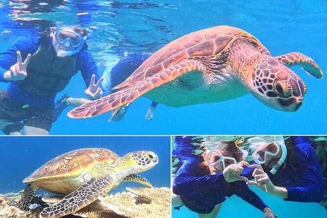 Turtle Snorkeling in Ishigaki - Fluent English! Small Group! - A Closer Look at the Ishigaki Snorkeling Tour