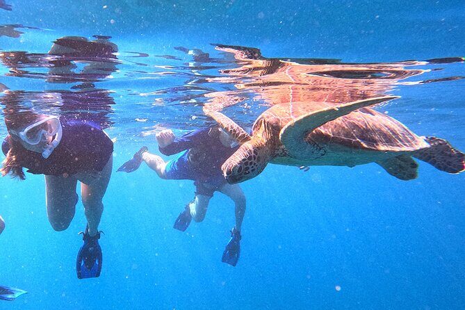 Turtle Snorkeling in Ishigaki - Fluent English! Small Group! - Practical Details and Logistics
