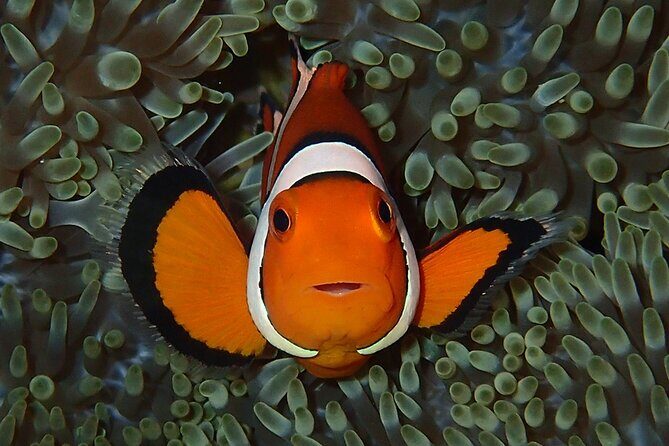 Turtle Snorkeling in Ishigaki - Fluent English! Small Group! - Final Thoughts