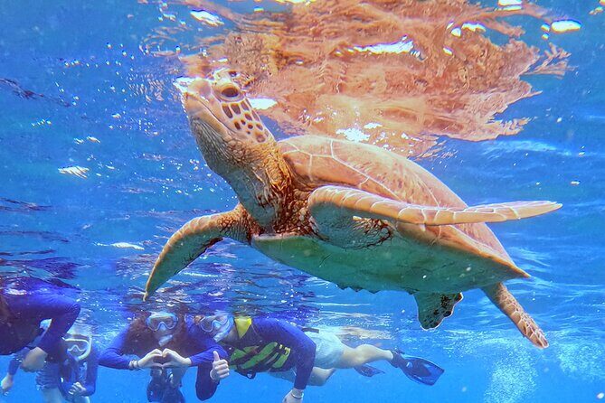 Turtle Snorkeling in Ishigaki - Fluent English! Small Group! - FAQ: Your Questions Answered