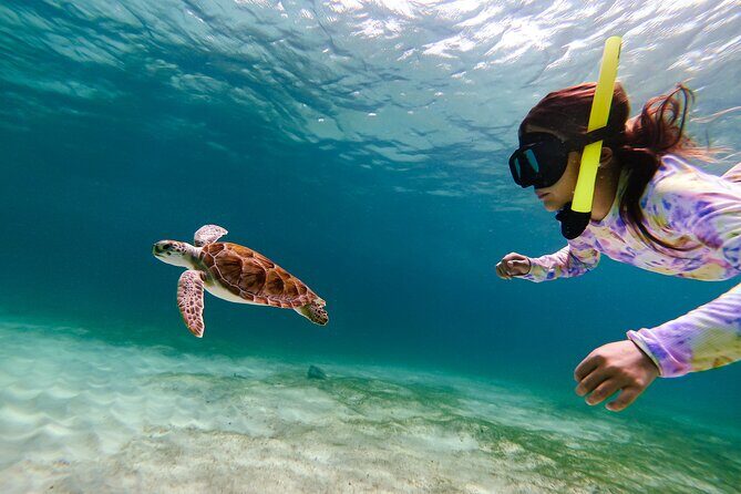 Turtle Snorkeling Tour in Tres Trapi, Aruba - Introduction: What Makes This Aruba Snorkeling Tour Special